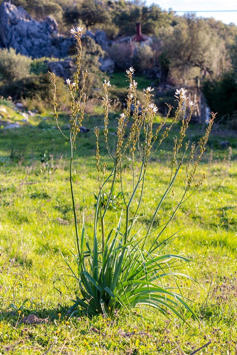【EL GAMÓN】 GAMÓN PLANTA